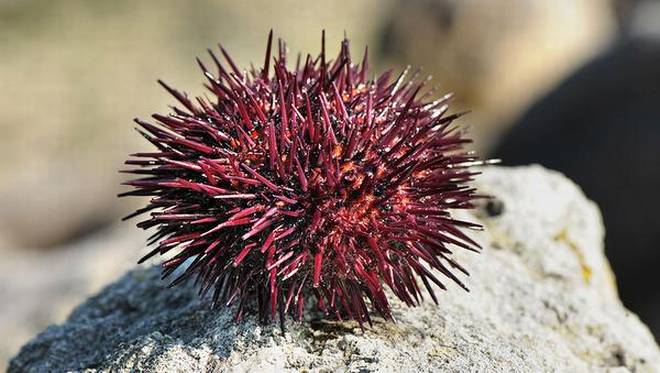 ‘Cockroaches of the ocean’ are eating away California’s underwater ...