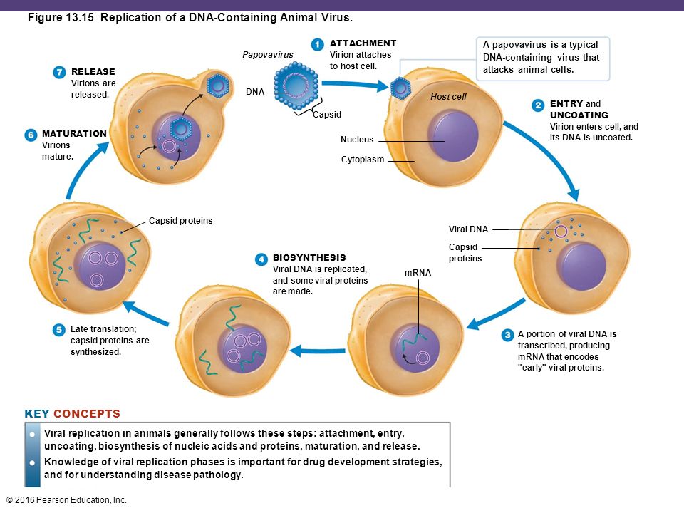 Containing a virus - Chinmaya IAS Academy - Current Affairs