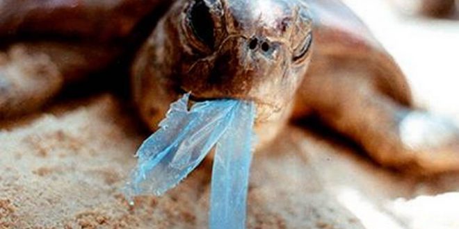 Microplastics found in all sea turtle species: Study - Chinmaya IAS ...