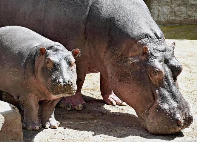 History of India’s last known hippo - Chinmaya IAS Academy - Current ...