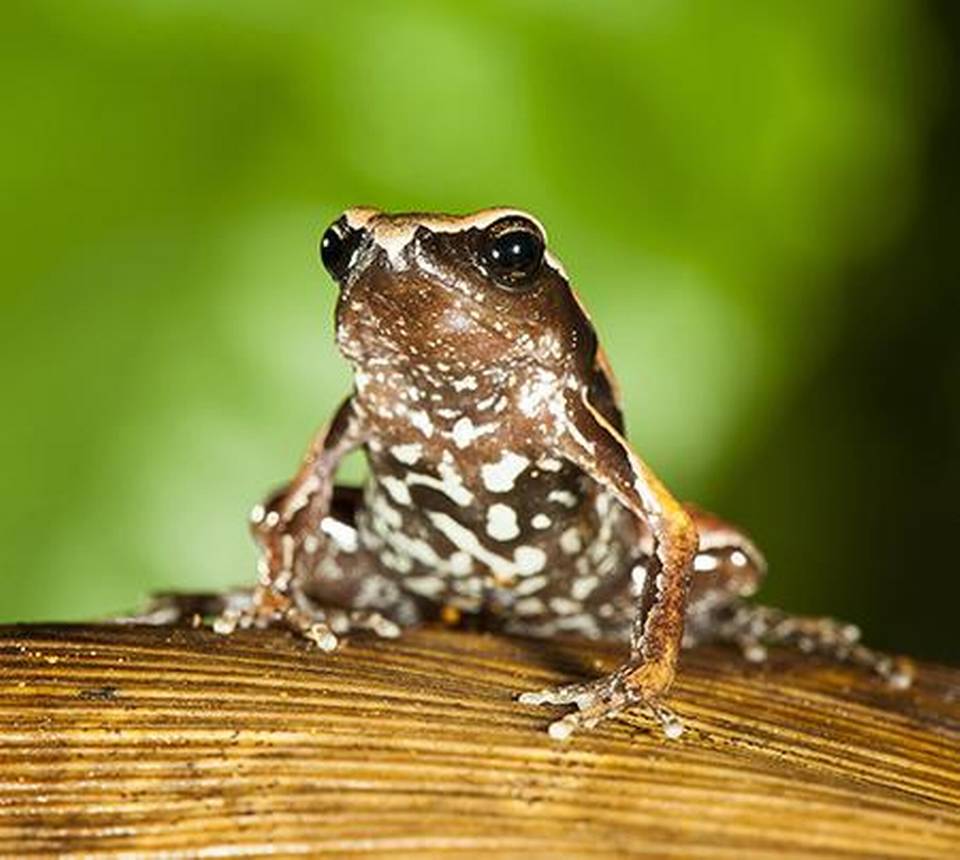 Blink and miss: Kerala’s mystery frog - Chinmaya IAS Academy - Current ...