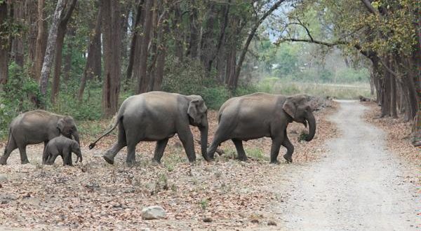 ELEPHANT CORRIDORS - Chinmaya IAS Academy - Current Affairs