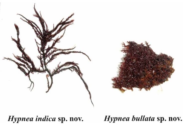 Hypnea Indica; Hypnea Bullata: Two New Species of Seaweed - Chinmaya ...