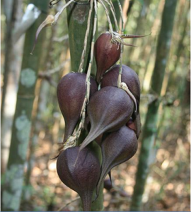BAMBOO FRUITS TRIGGERS RAT BOOM – Chinmaya IAS Academy – Current Affairs