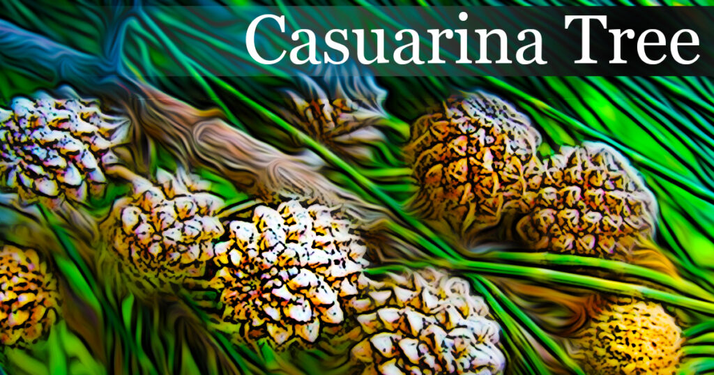 Casuarina Tree – Chinmaya IAS Academy – Current Affairs