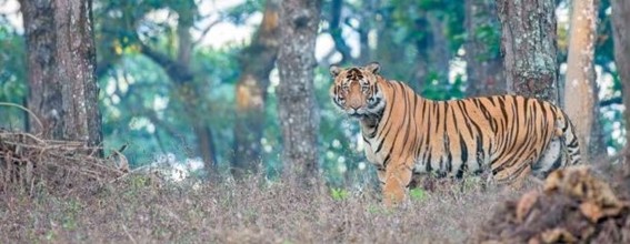 SIMILIPAL TIGER RESERVE NOTIFIED AS NATIONAL PARK – Chinmaya IAS ...