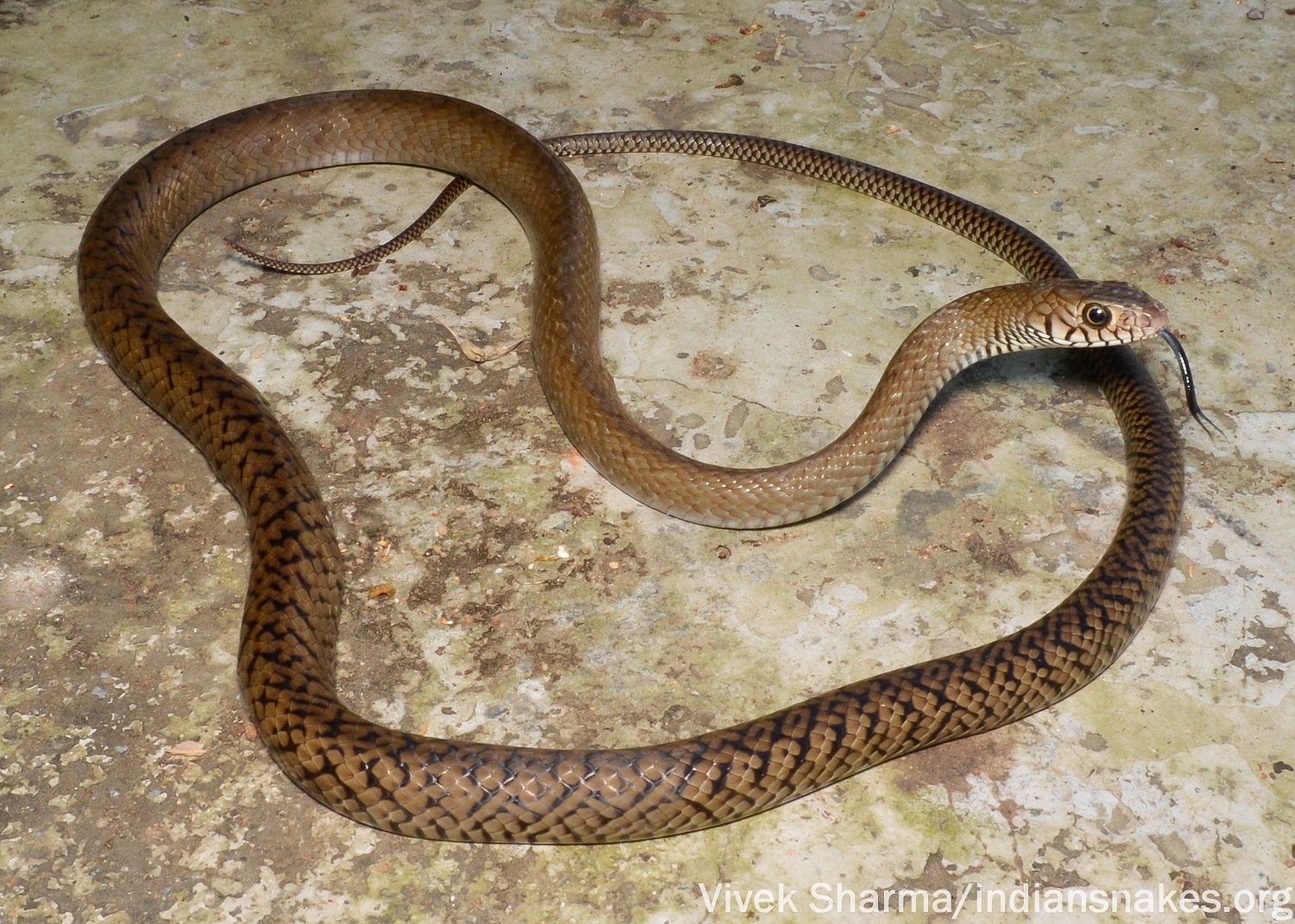 Indian Rat Snake (Ptyas mucosa) – Chinmaya IAS Academy – Current Affairs