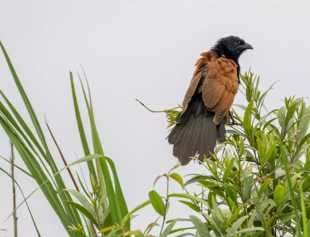 Kaziranga National Park’s First Grassland Bird Survey Report Released ...