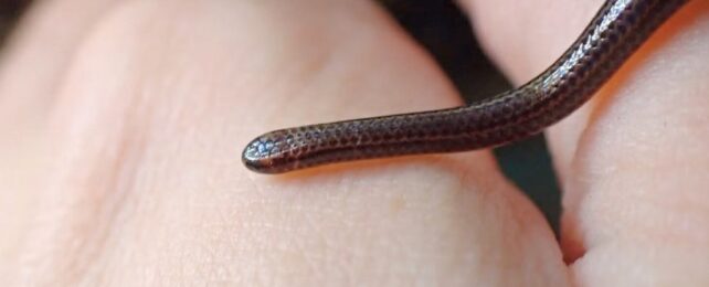 Rediscovery of the World’s Smallest Snake - Chinmaya IAS Academy ...