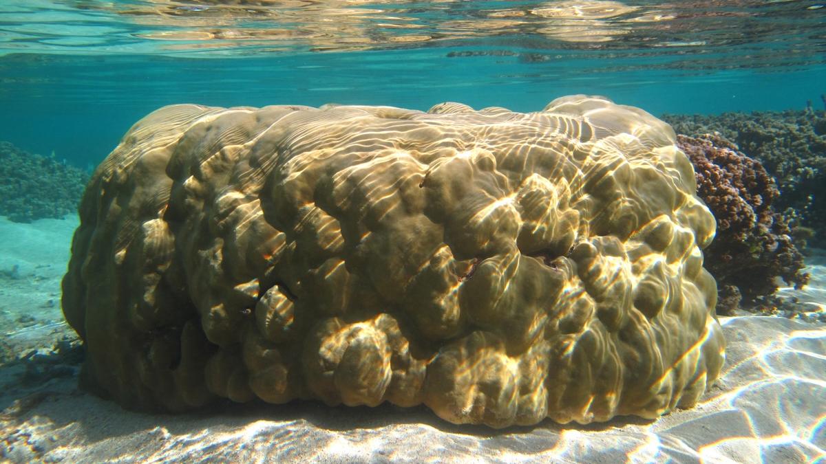 Microatolls as Natural Indicators of Sea-Level Rise – Chinmaya IAS ...